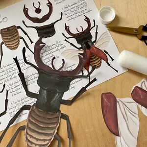 Complete Beetle Unit Study, Spring Learning Pack, Homeschool Bundle ...