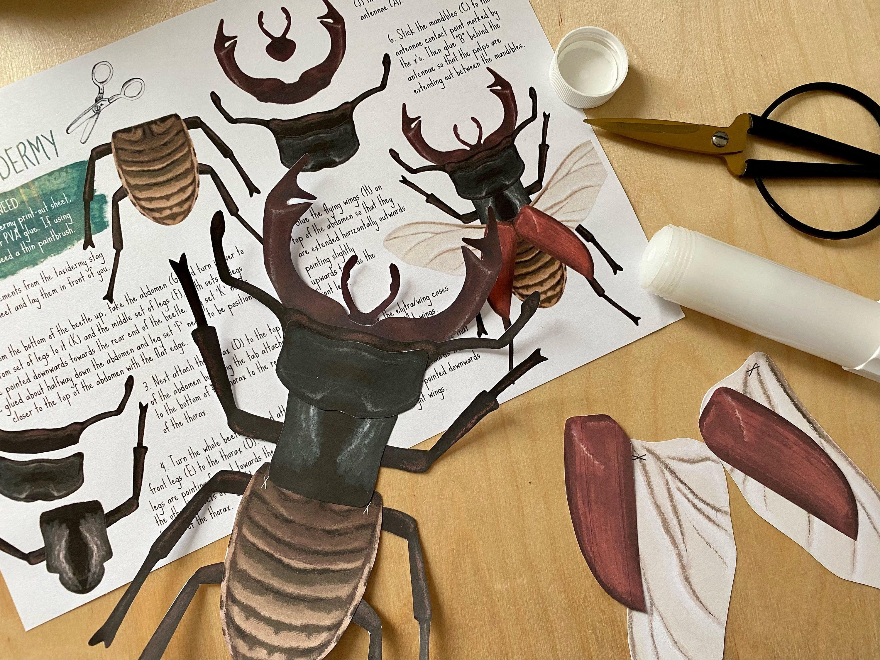 Complete Beetle Unit Study, Spring Learning Pack, Homeschool Bundle ...