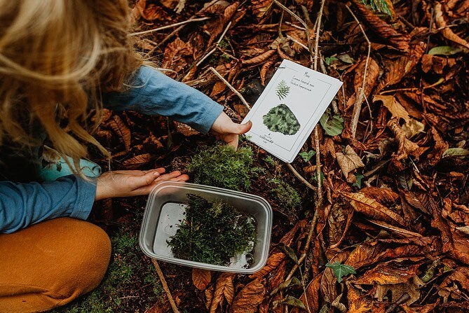 Moss and Lichen Nature Study, Homeschool Printable, Nature Unit, Mosses ...