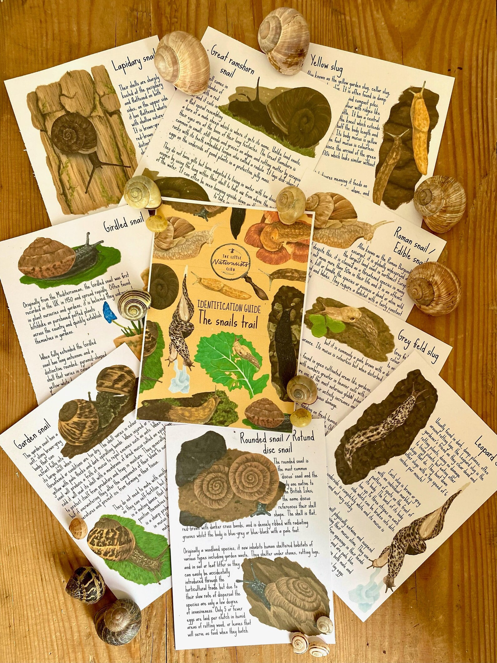 Slugs & Snails Wildlife Identification Cards / Booklet, Snail Unit ...