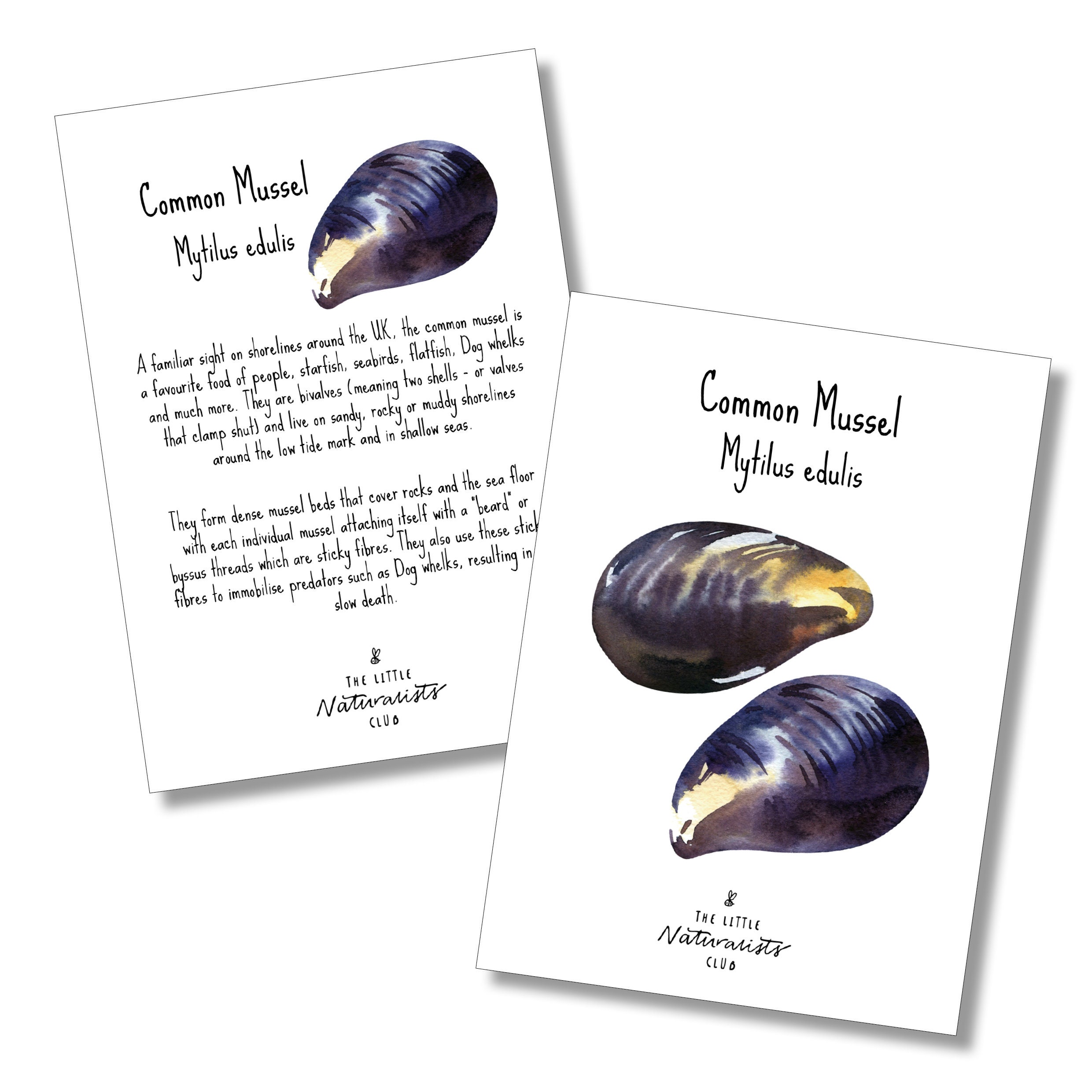 Complete Rockpool Unit Study, Wildlife Learning, Coastal Wildlife ...