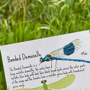 River Wildlife Identification Cards /booklet Waterways Unit - Etsy