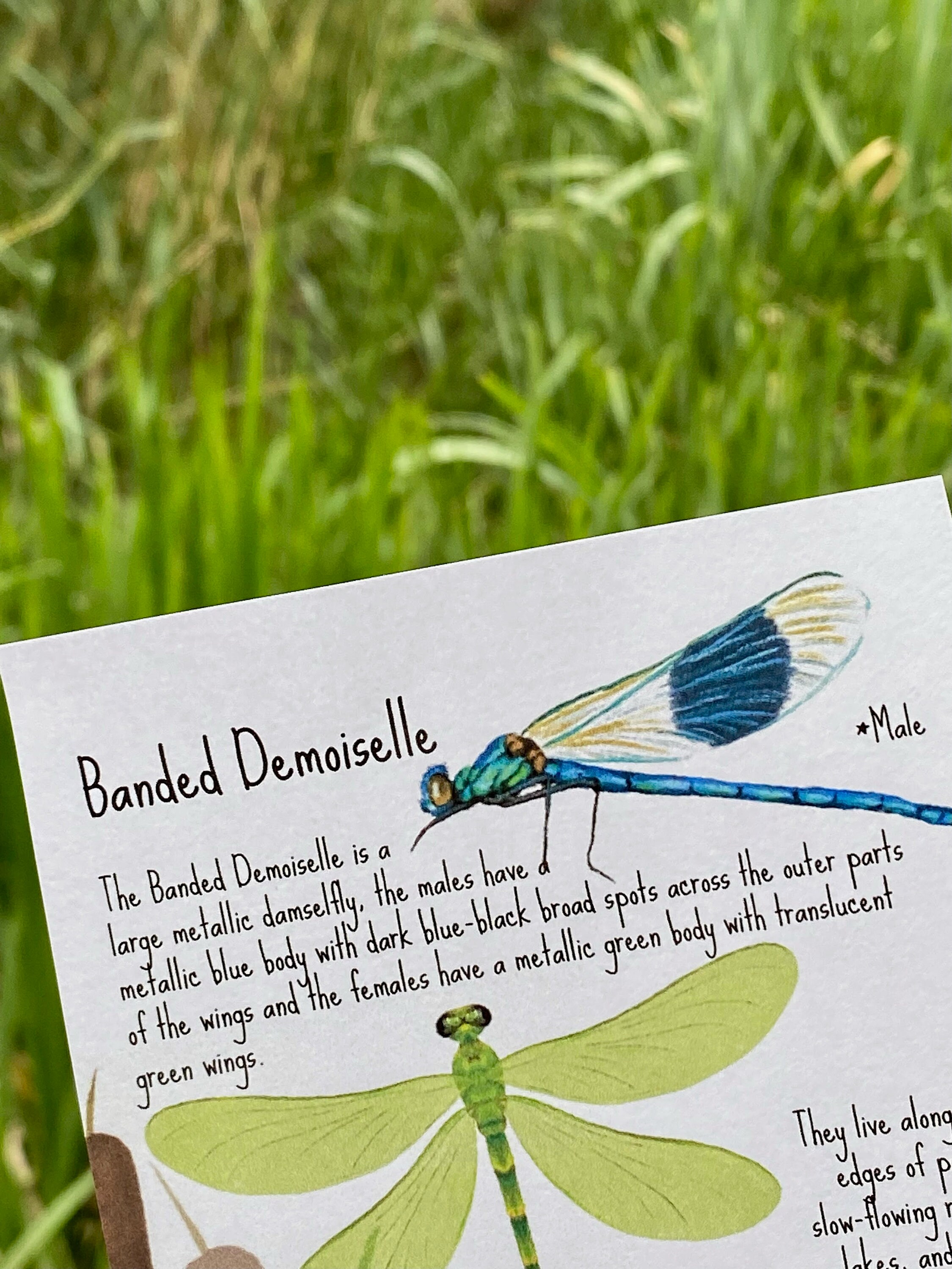 River Wildlife Identification Cards /booklet, Waterways Unit, Summer ...