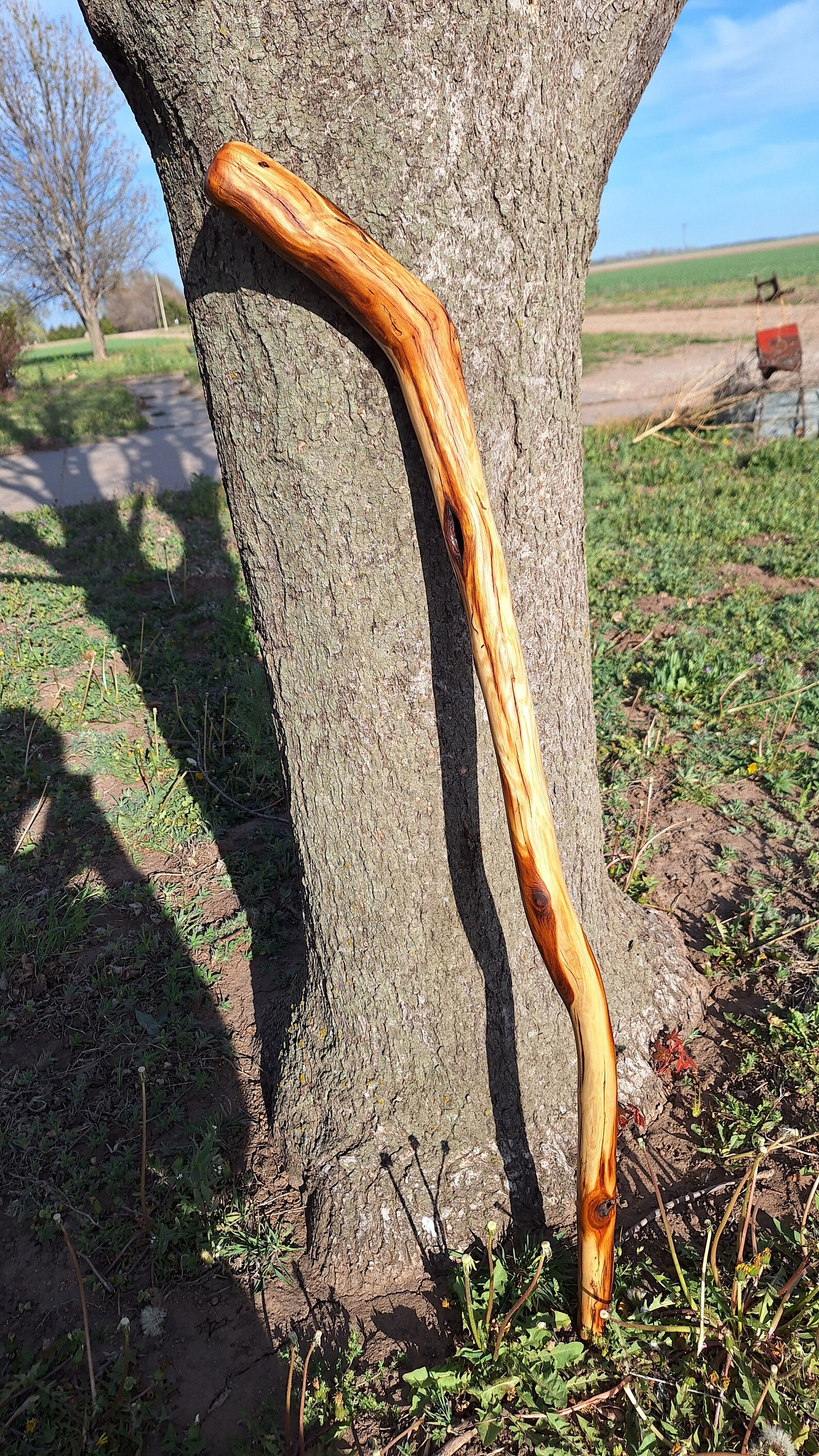 Curved but Robust Osage Orange Cane With Perfect Handle - Etsy