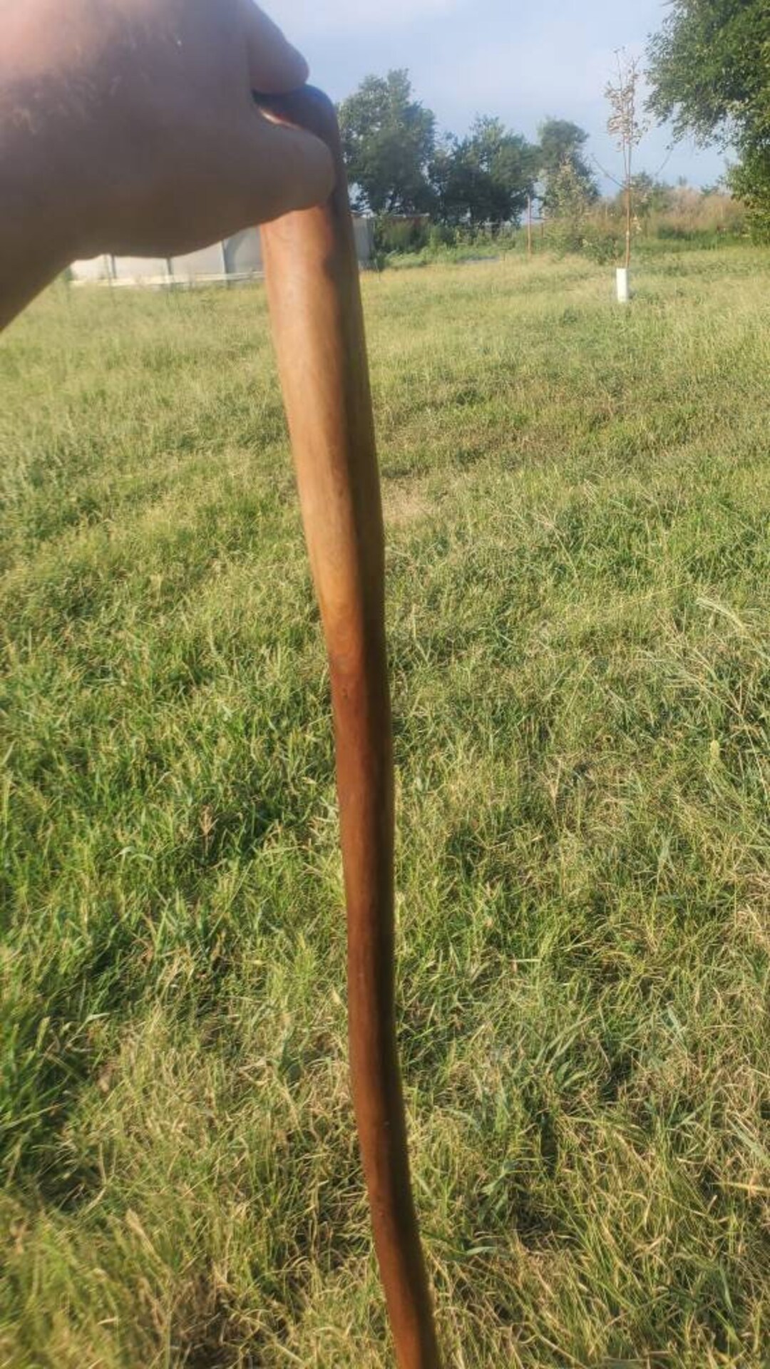 Dark Forest Aged Black Walnut Cane - Etsy