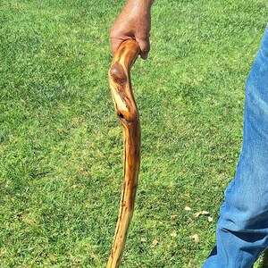 Osage Orange Cane With Large Thick Handle - Etsy