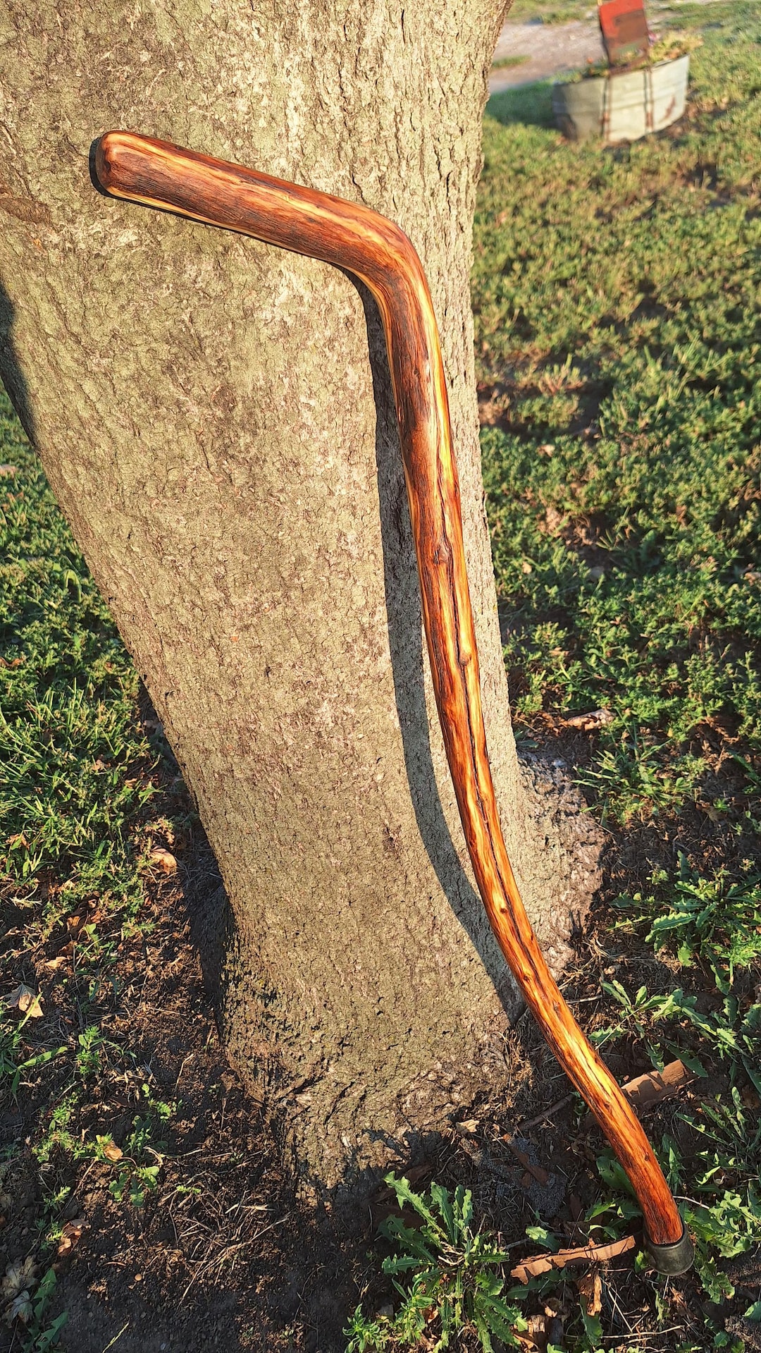 Slender Twisted Osage Orange/hedge Cane - Etsy