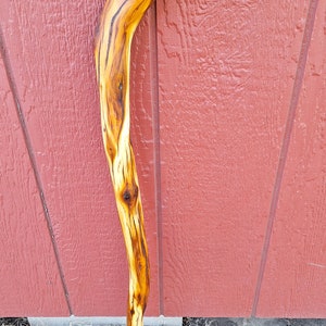 Curved but Robust Osage Orange Cane With Perfect Handle - Etsy