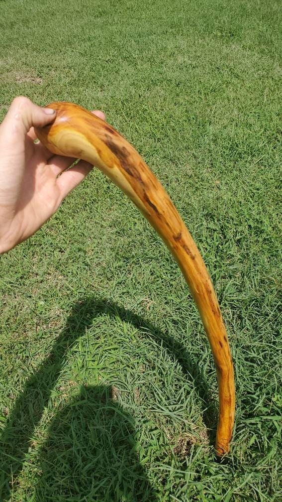 Slender Curved Osage Orange/hedge Cane - Etsy