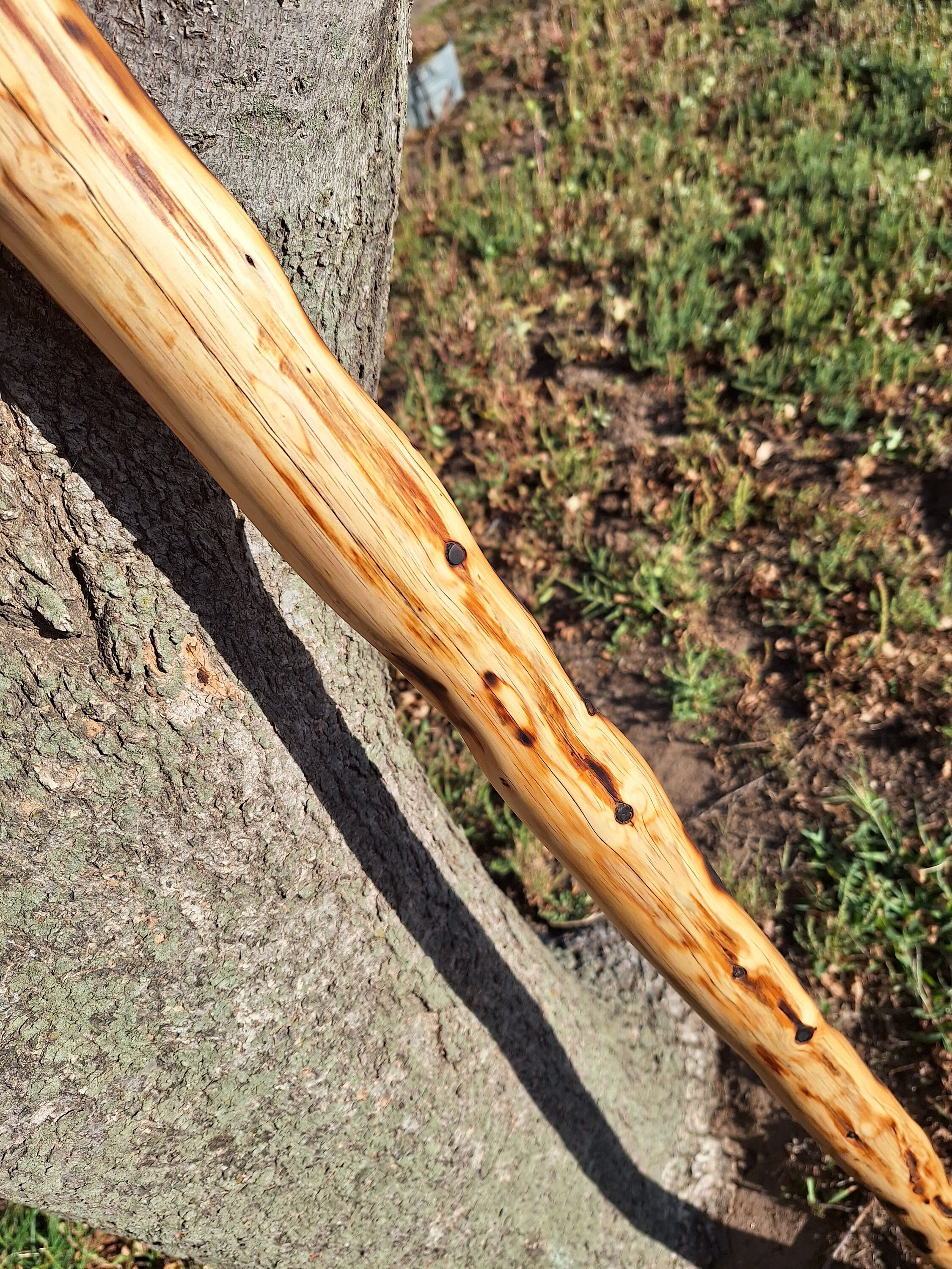 Flame Hardened, Fire Hardened Eastern Red Cedar, Juniperus Virginiana ...