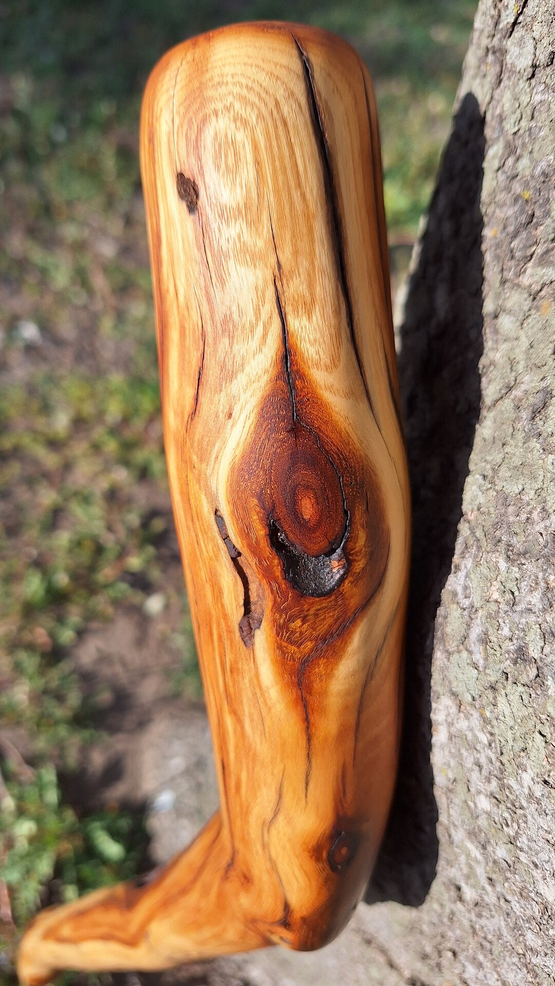 Curved but Robust Osage Orange Cane With Perfect Handle - Etsy