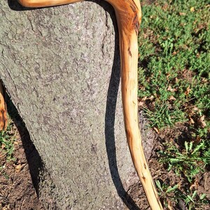 Osage Orange Cane With Large Thick Handle - Etsy