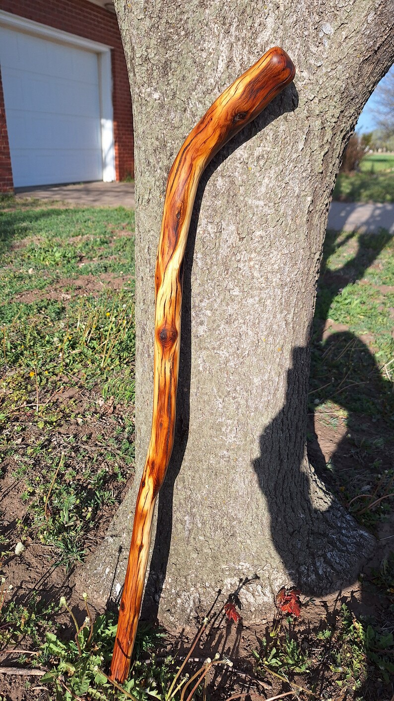 Curved but Robust Osage Orange Cane With Perfect Handle - Etsy