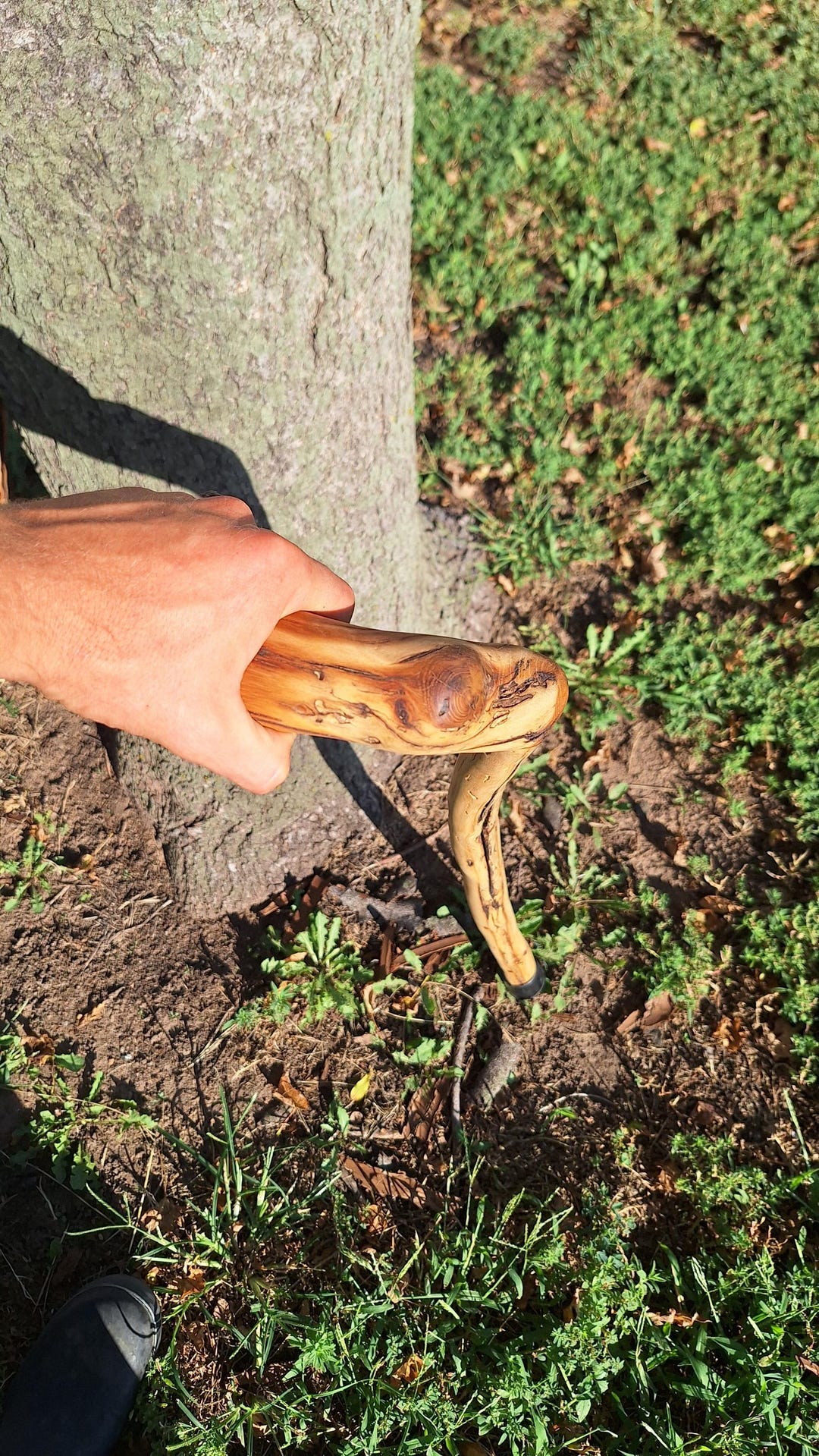 Osage Orange Cane With Large Thick Handle - Etsy