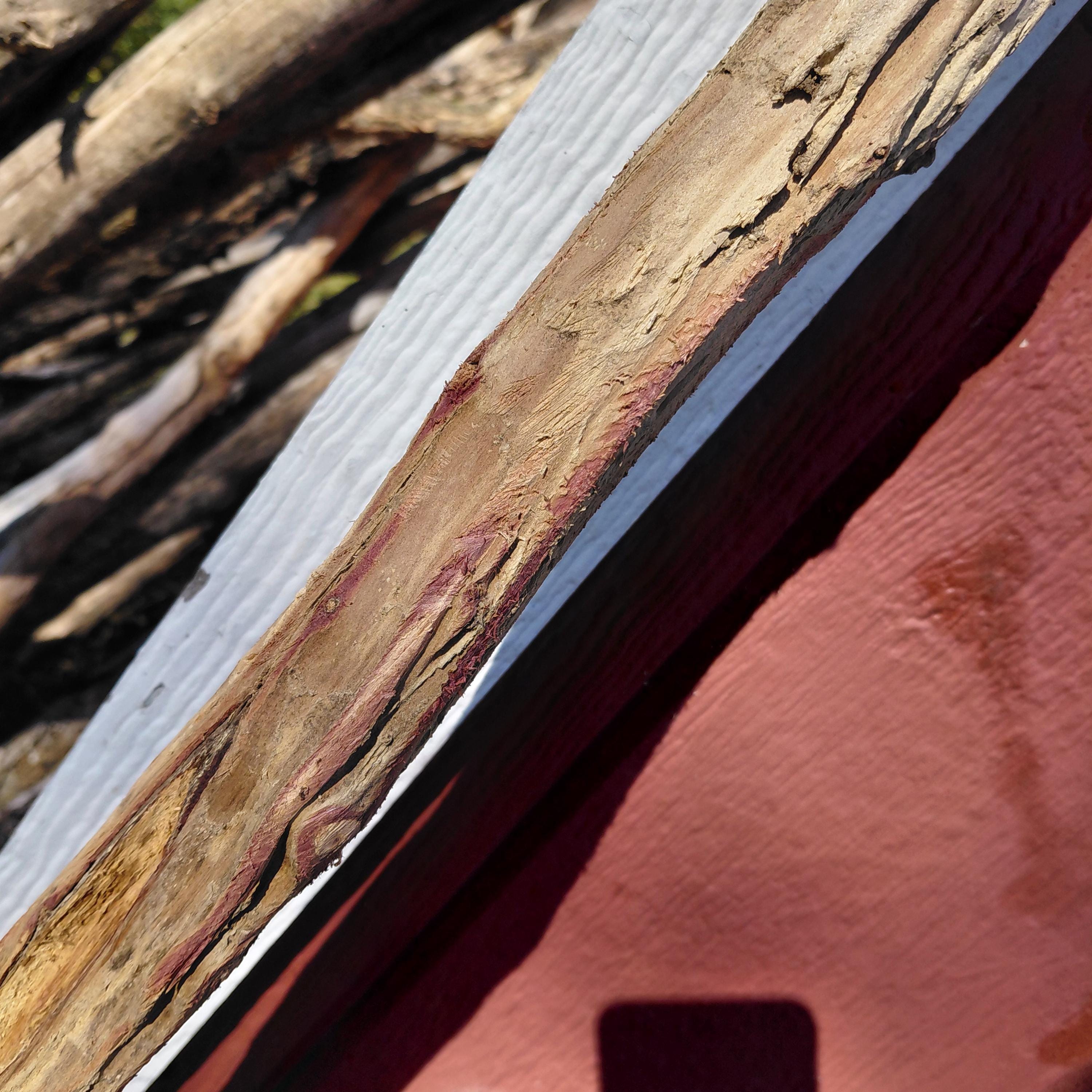 Custom Eastern Red Cedar Walking Staff Base | Naturally Sculpted ...