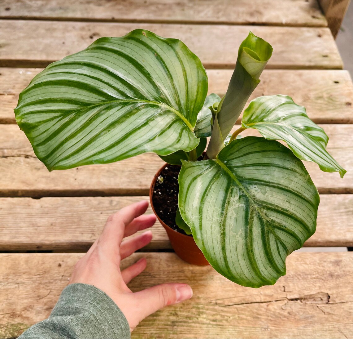 Calathea Orbifolia 4 Inch Pot Rare Calathea Rare Prayer - Etsy