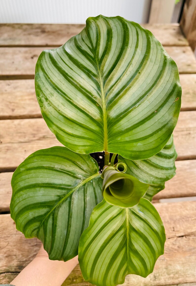 Calathea Orbifolia 4 Inch Pot Rare Calathea Rare Prayer - Etsy