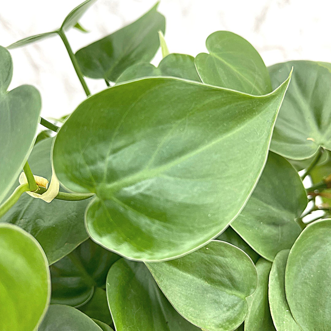Heartleaf Philodendron Cutting With Node, Philodendron Cordatum Cutting ...