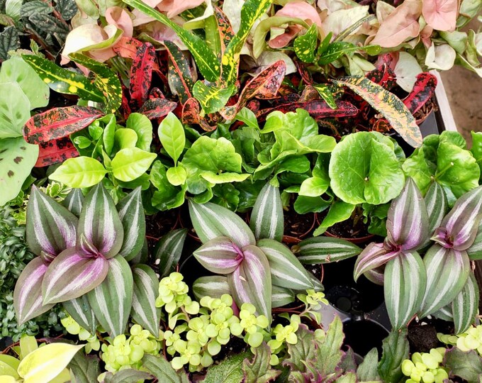Terrarium Plants 2 Inch Pots, Dish Garden Plants, Mini Tropical Plants ...