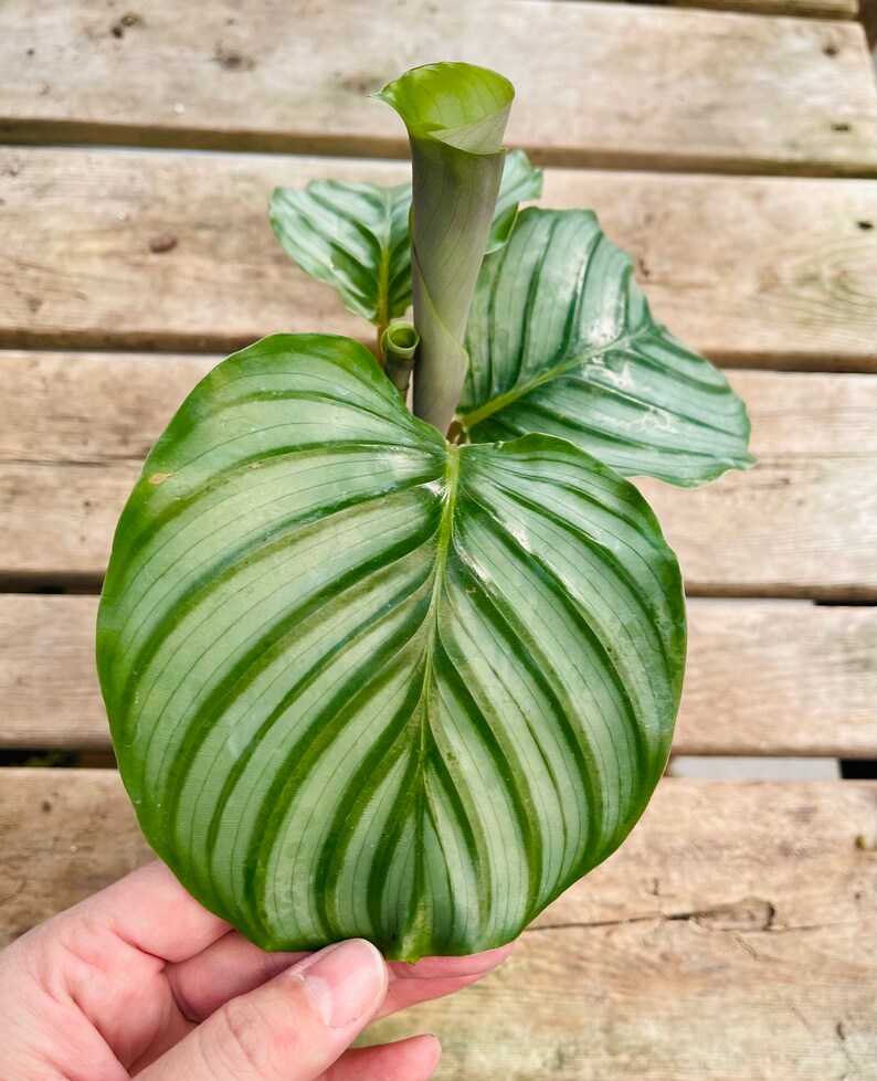 Calathea Orbifolia 4 Inch Pot Rare Calathea Rare Prayer - Etsy
