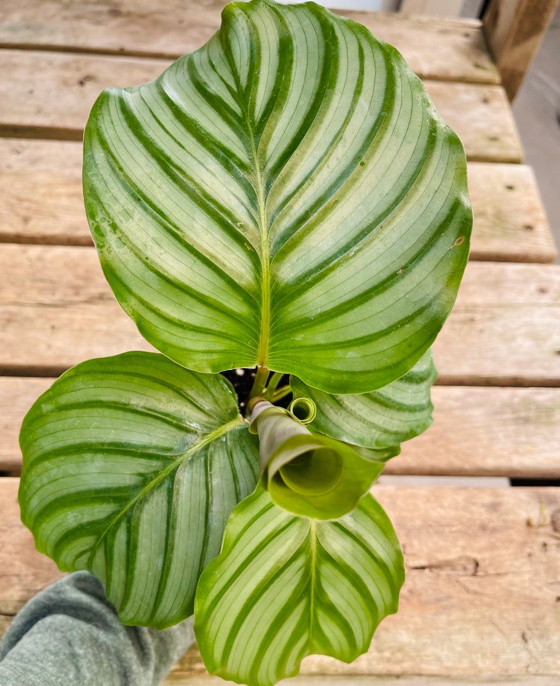 Calathea Orbifolia 4 Inch Pot Rare Calathea Rare Prayer - Etsy