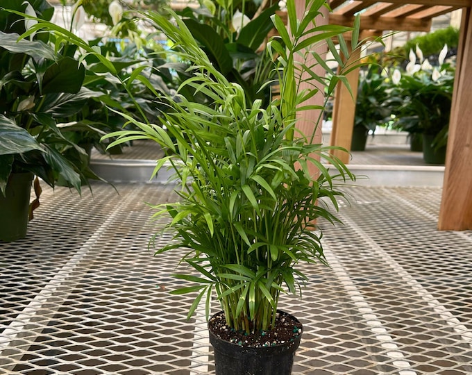 Parlor Palm, Neanthe Bella Palm, in 4 Inch Pot. Parlor Palm is a Pet ...