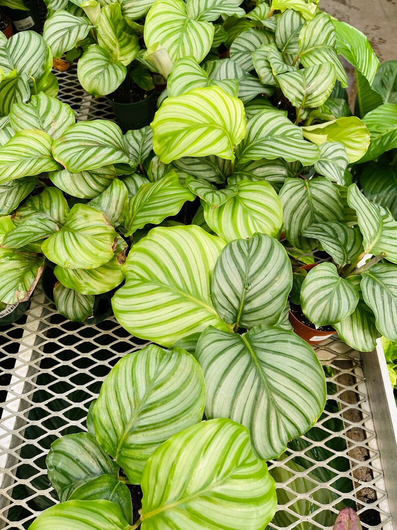 Calathea Orbifolia 4 Inch Pot Rare Calathea Rare Prayer - Etsy