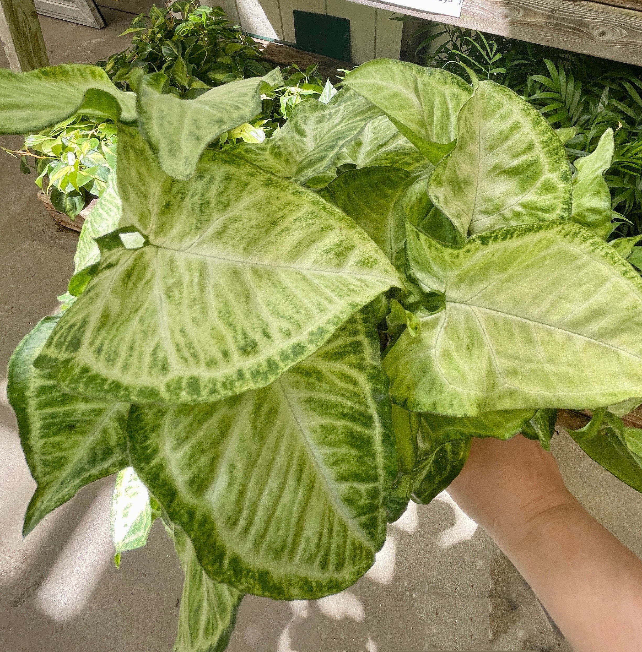 Syngonium Podophyllum 'emerald Green' Arrowhead Plant - Etsy
