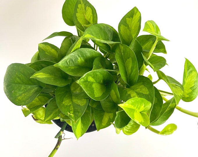 Global Green Pothos, Emerald Pothos, Epipremnum Aureum 6 Pot, Rare ...