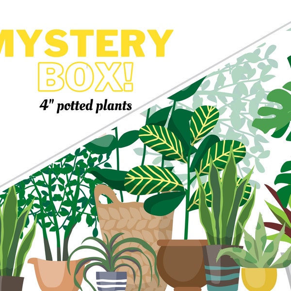 Succulents Mystery Box - Etsy