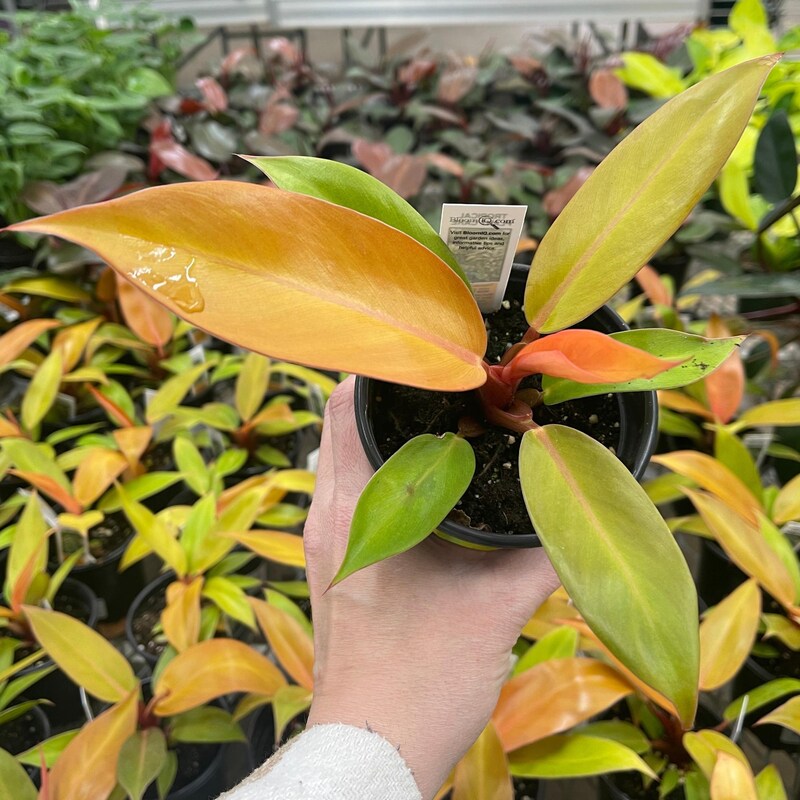 Prince of Orange Philodendron - Etsy