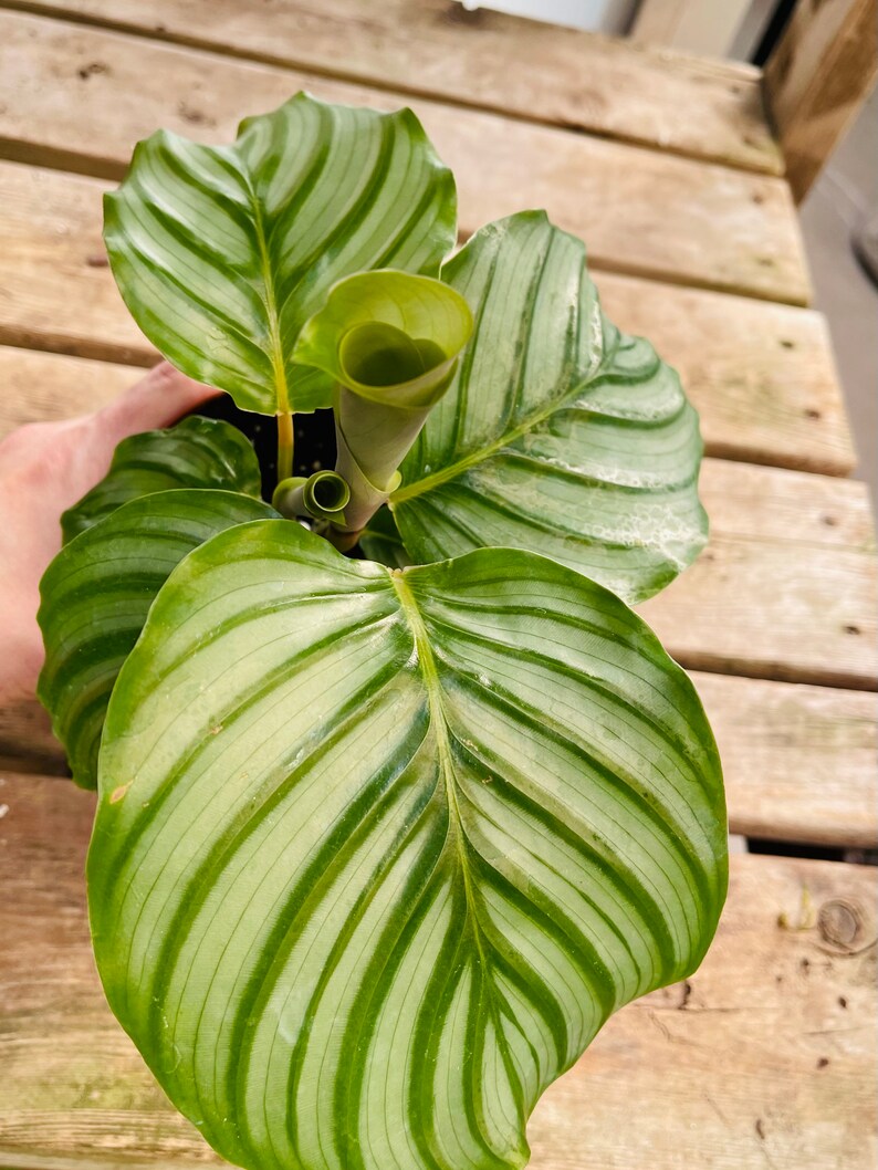 Calathea Orbifolia 4 Inch Pot Rare Calathea Rare Prayer - Etsy