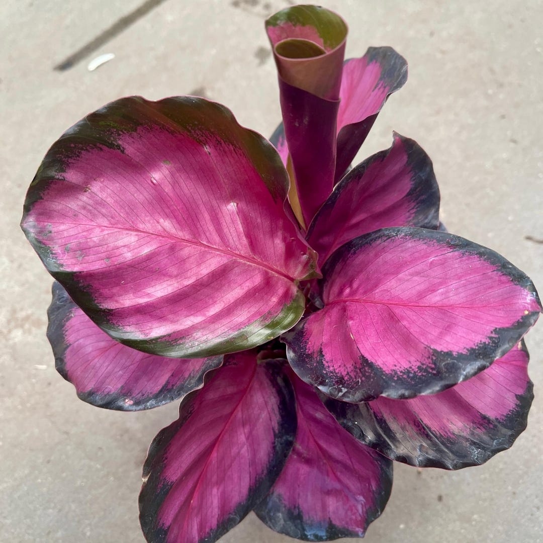 Calathea Purple Rose 4 Inch Pot, Live Plant, Purple Prayer Plant ...