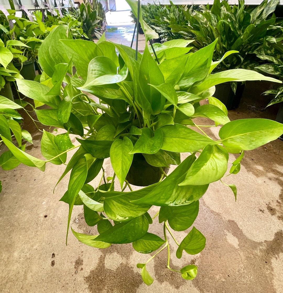 Jade Pothos Epipremnum Aureum 8 Inch Hanging Basket Trailing - Etsy