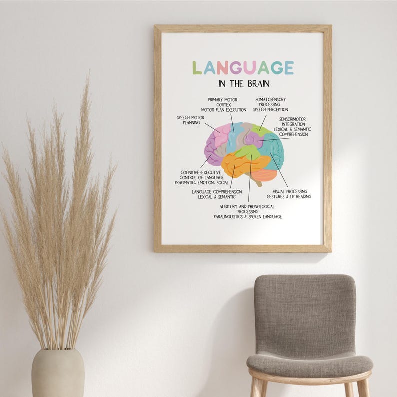 Language in the Brain Poster Slp Poster Slp Wall Art Slp Wall Decor ...