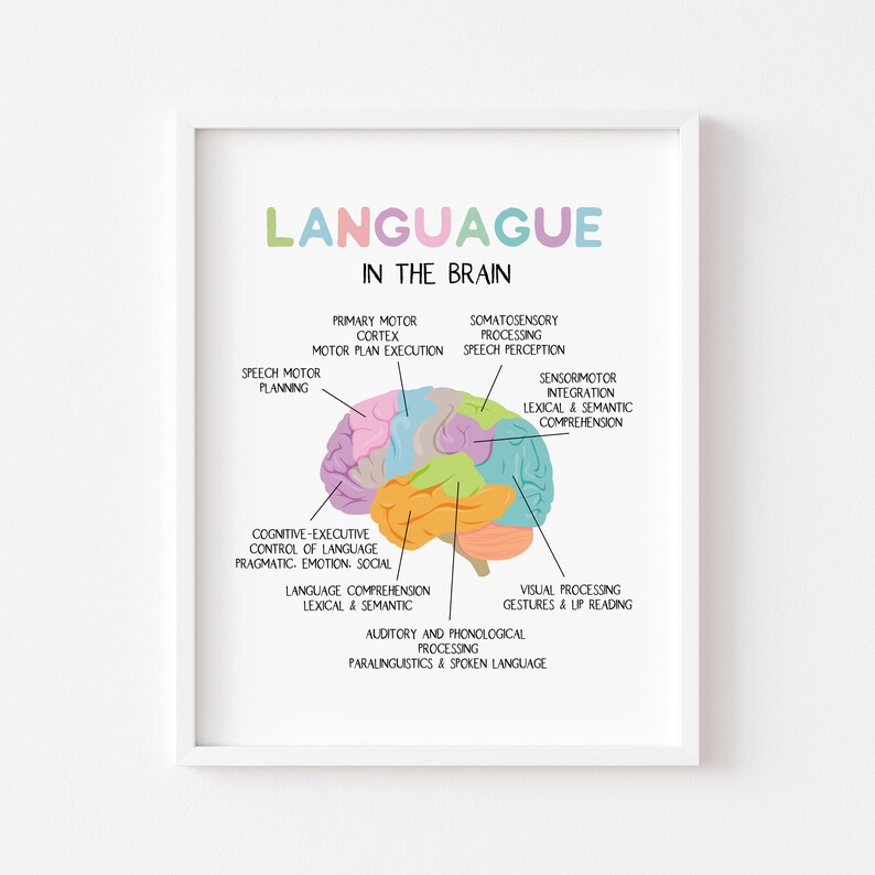Language in the Brain Poster Slp Poster Slp Wall Art Slp Wall Decor ...