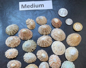 Limpet Craft Shells - Etsy