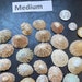 30 Handpicked Real Scottish Limpet Shells Large, Medium & Small Perfect ...