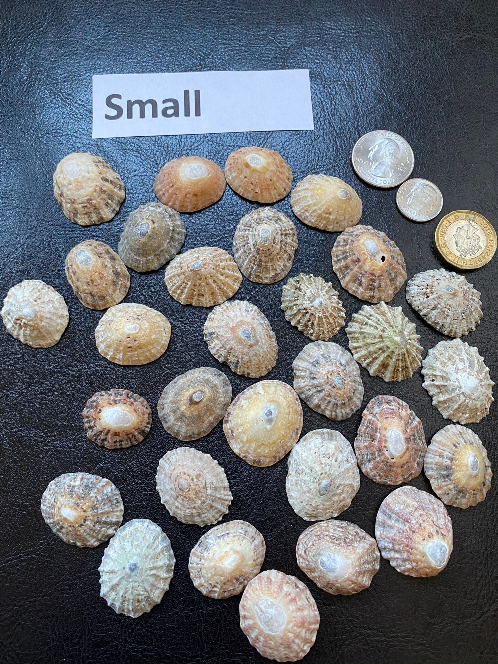 30 Handpicked Real Scottish Limpet Shells Large Medium & - Etsy