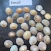 30 Handpicked Real Scottish Limpet Shells Large, Medium & Small Perfect ...