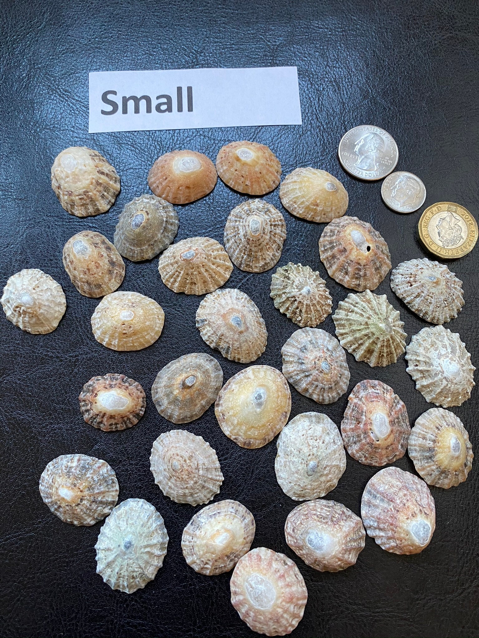 30 Handpicked Real Scottish Limpet Shells Large, Medium & Small Perfect ...