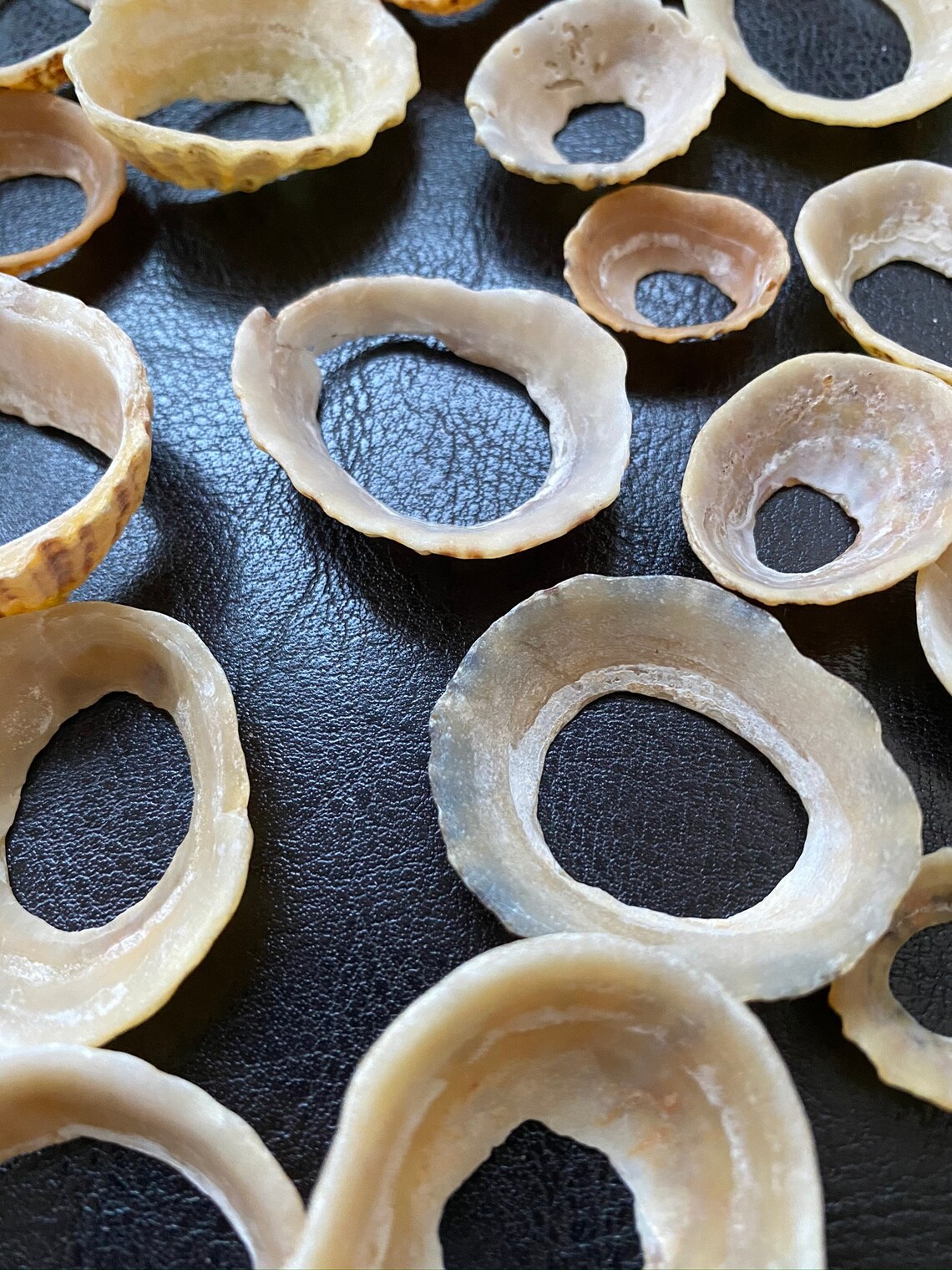 Limpet shells with holes 15 Scottish shells natural holes / | Etsy