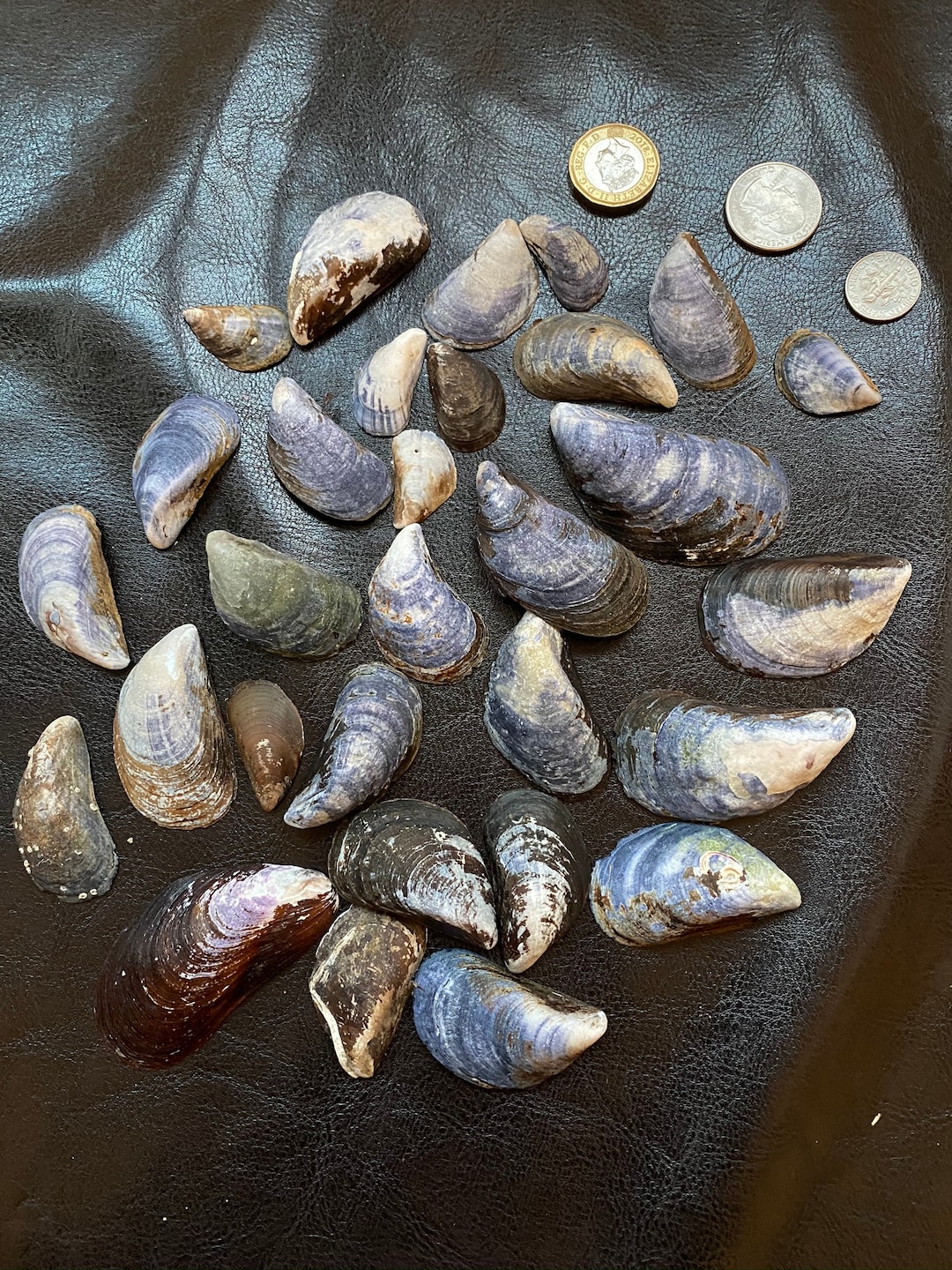 30 Handpicked Scottish Common Blue Mussel Shells Various Sizes, Perfect ...