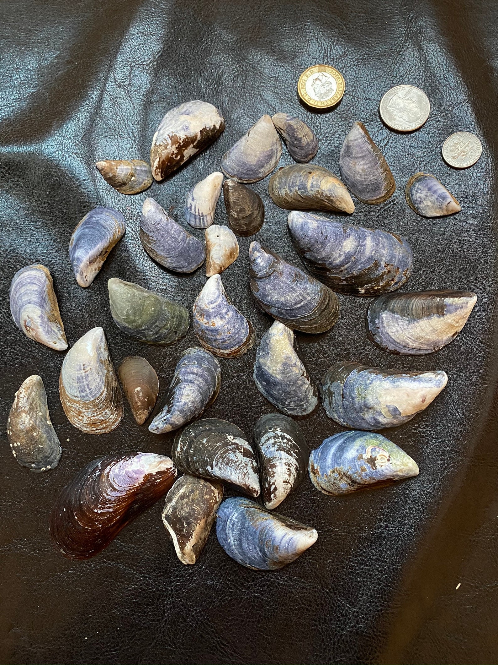30 Handpicked Scottish Common Blue Mussel Shells Various Sizes, Perfect ...