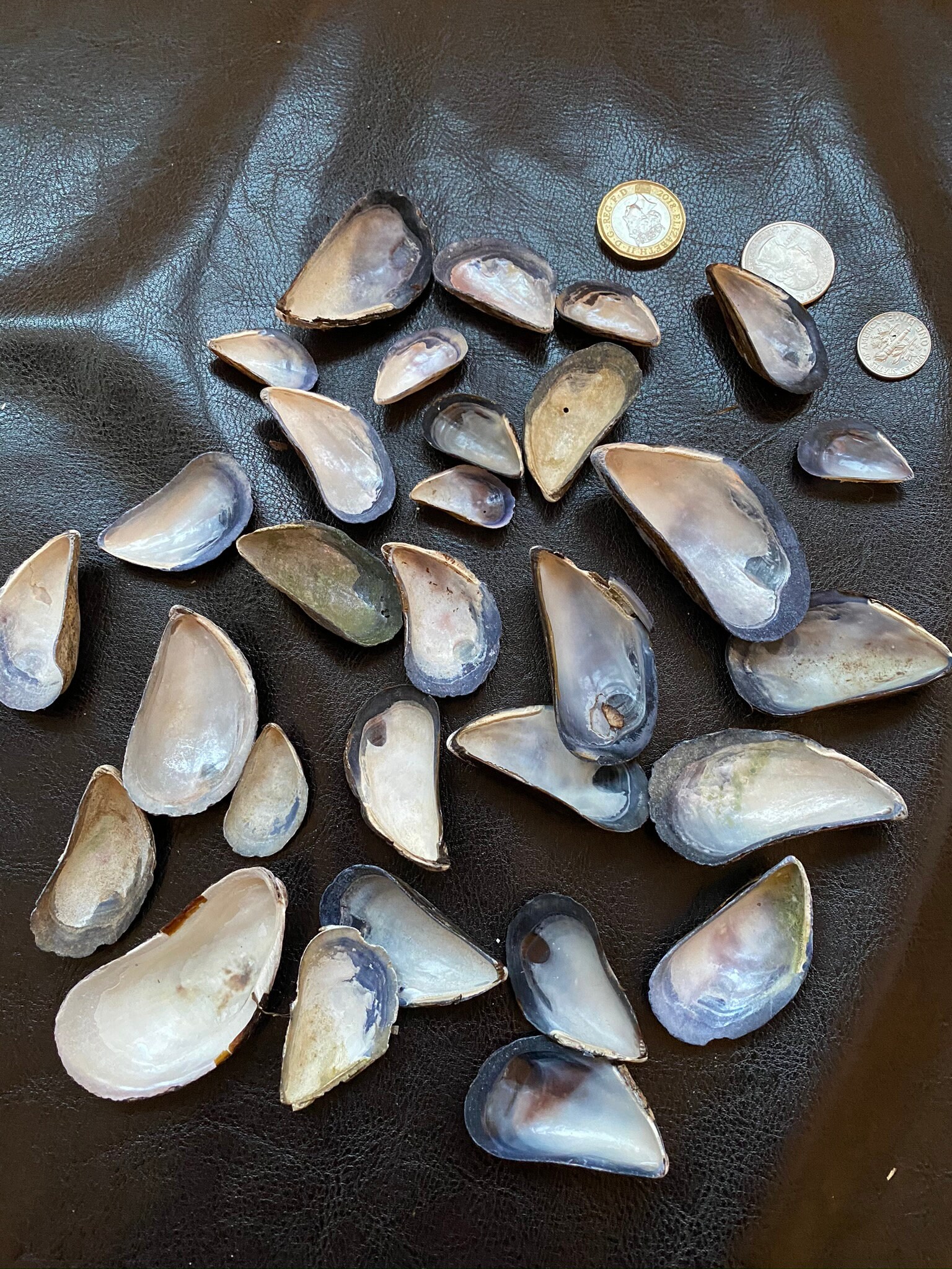 30 Handpicked Scottish Common Blue Mussel Shells Various Sizes, Perfect ...
