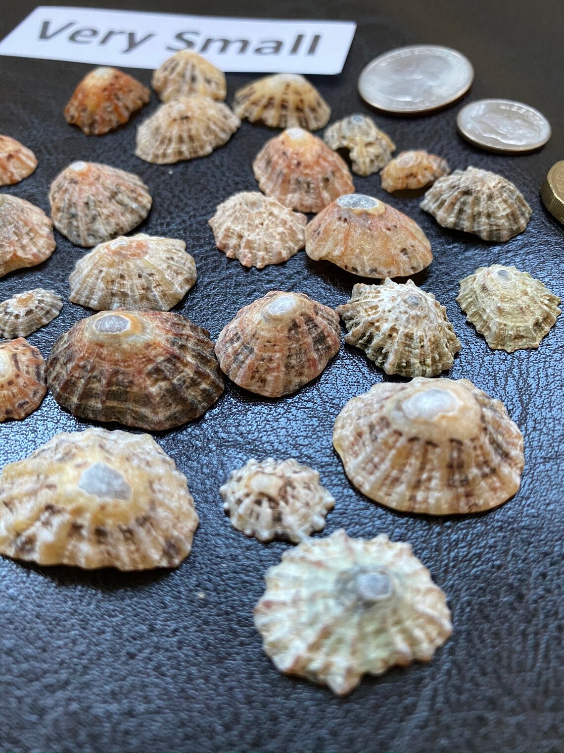 30 Handpicked Real Scottish Limpet Shells Large, Medium & Small Perfect ...