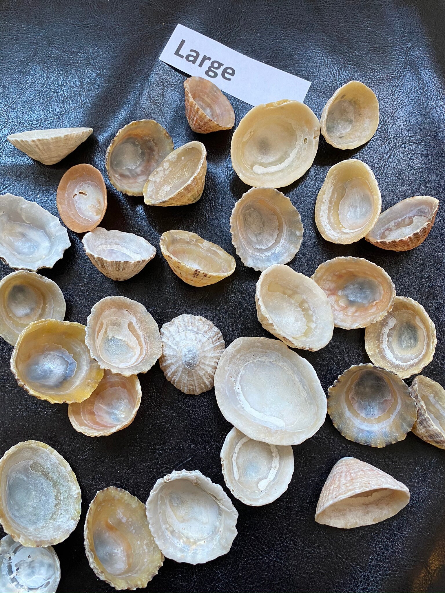 30 Handpicked Real Scottish Limpet Shells Large, Medium & Small Perfect ...