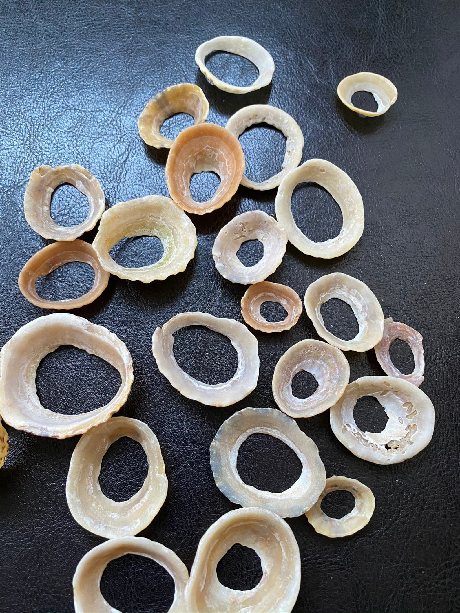 Limpet Shells With Holes - 15 Scottish Shells Natural Holes / Rings ...
