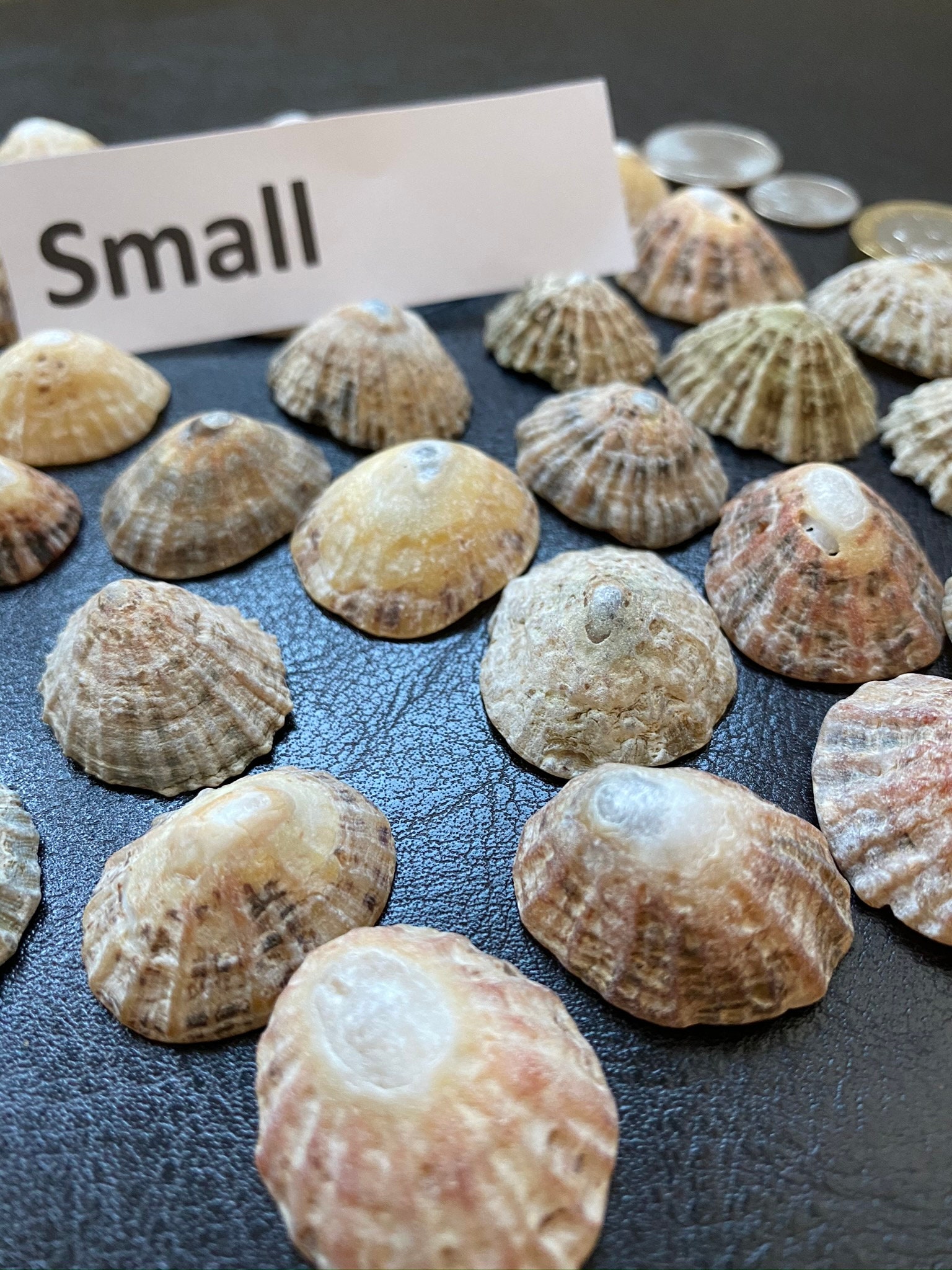 30 Handpicked Real Scottish Limpet Shells Large, Medium & Small Perfect ...