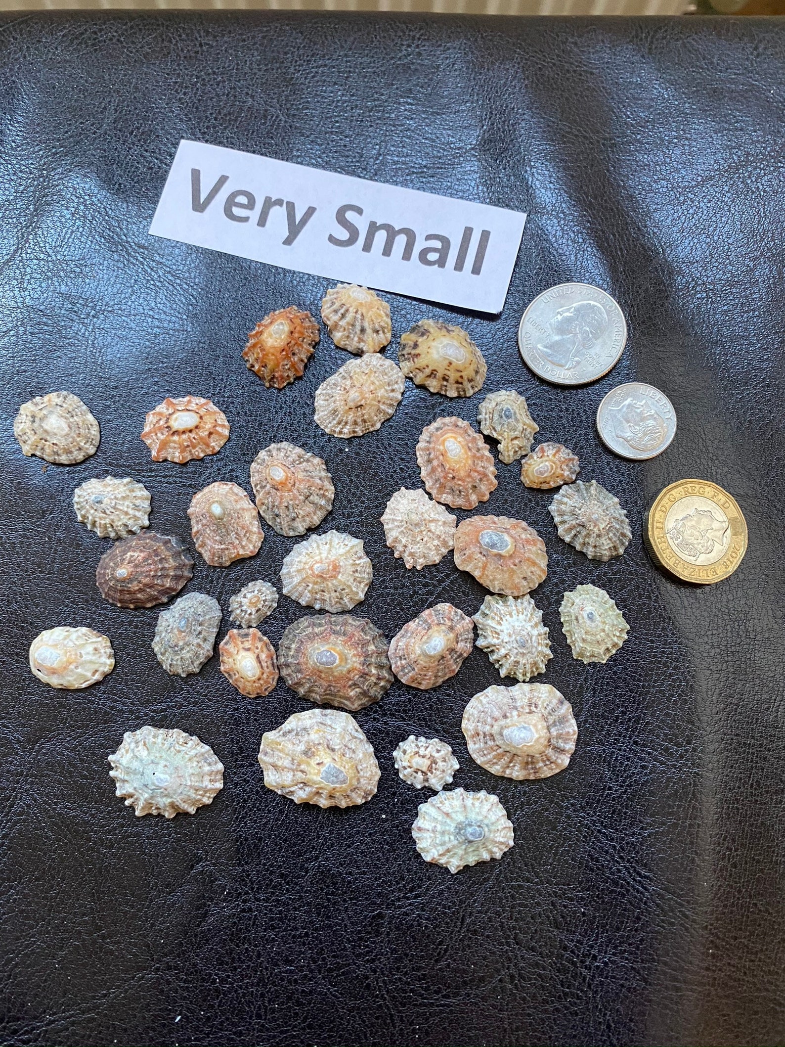30 Handpicked Real Scottish Limpet Shells Large, Medium & Small Perfect ...